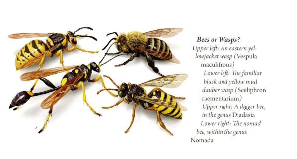 Our Native Flying ‘Cheetos’: Bee Basics from the USDA Forest Service ...